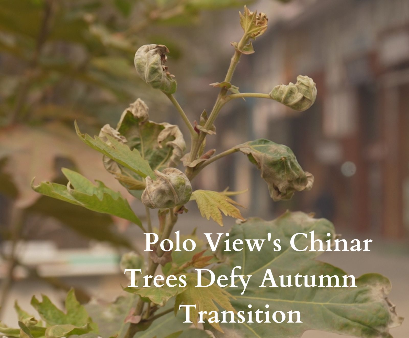 Kashmir | Kashmir News | Breaking News Kashmir Today | The Himalayan Post