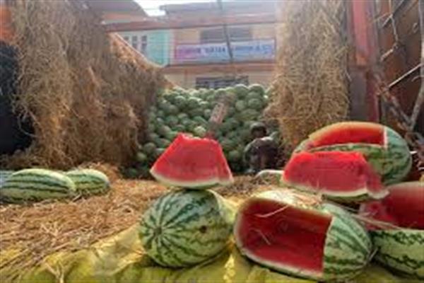 Watermelons Safe for Consumption: Food Safety Dept Watermelons Safe for Consumption: Food Safety Dept